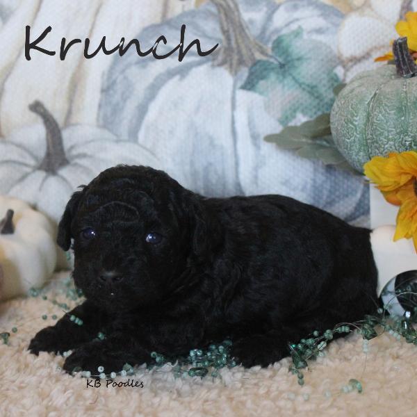 Brunker Toy Poodles Oklahoma